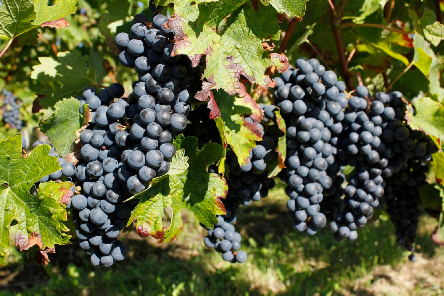 Cépage Merlot : guide complet origines et arômes – Les Routes du Vin